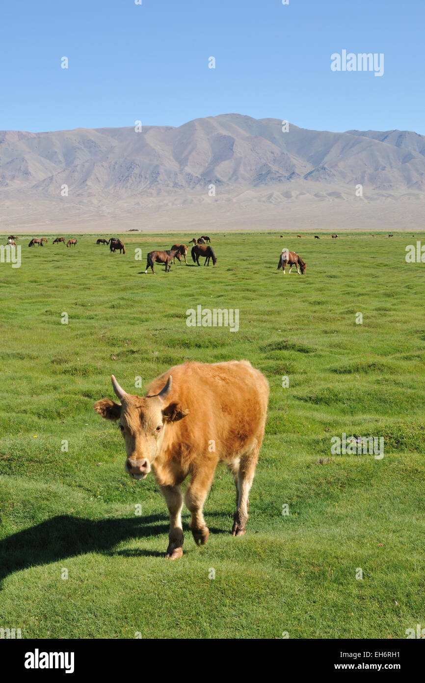 The Gobi Desert, Cow In Grasslands Stock Photo - Alamy