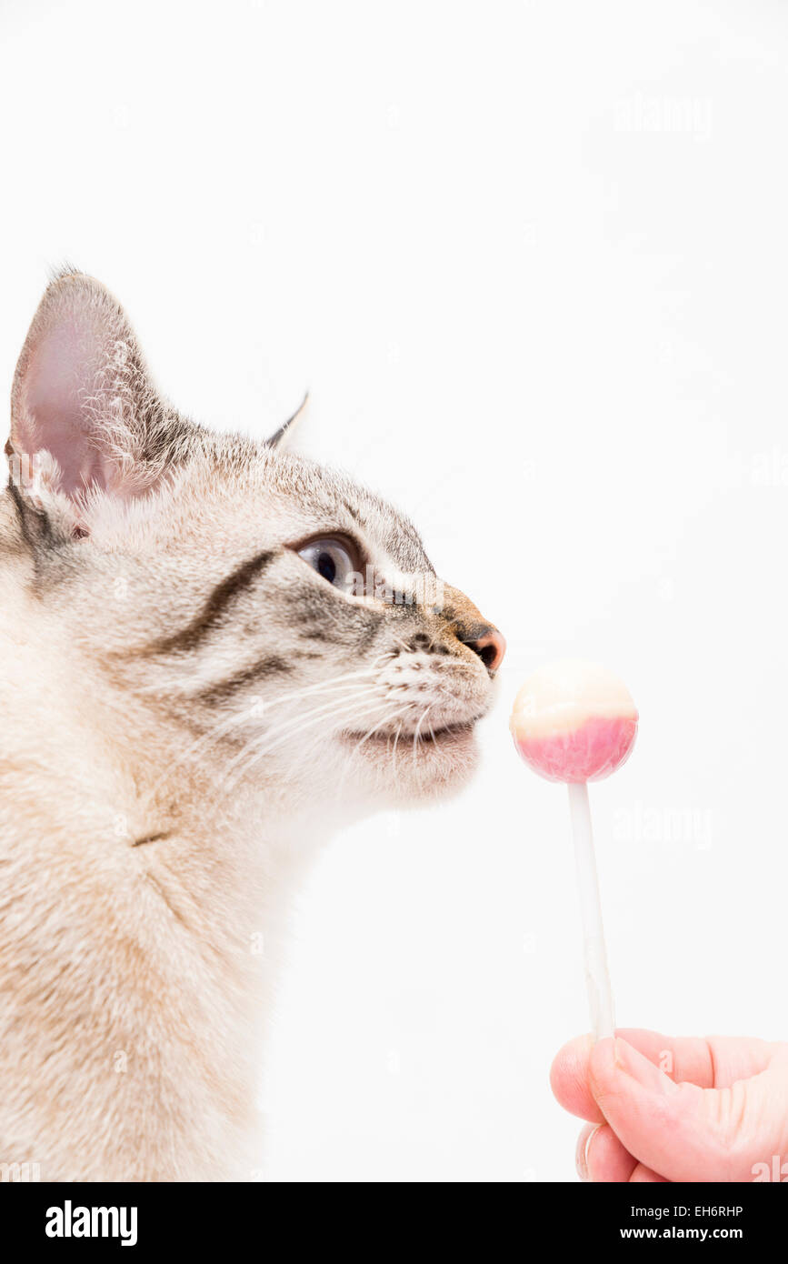 Candy cat hi-res stock photography and images - Alamy