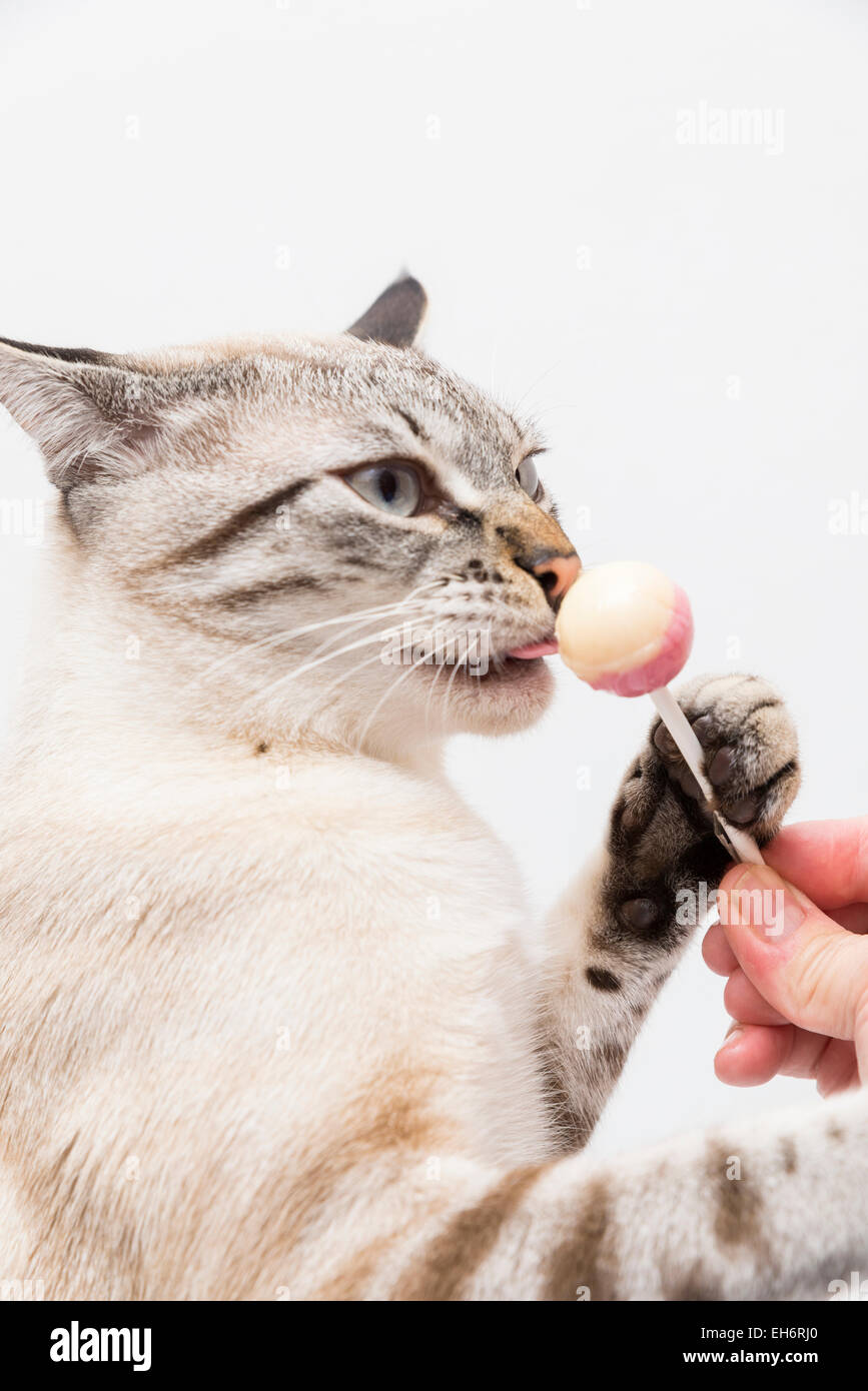 white cat eating a candy Stock Photo - Alamy