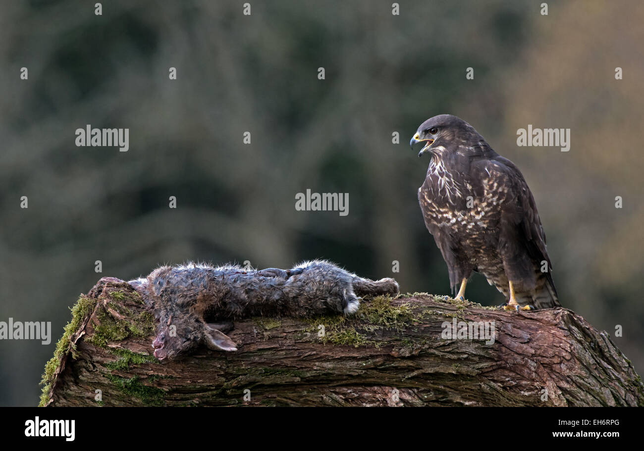 Common buzzard uk hi-res stock photography and images - Alamy