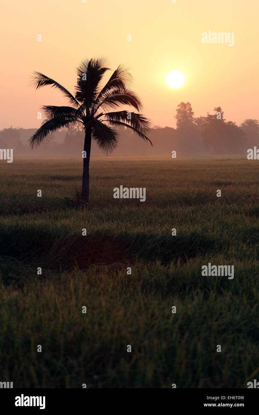 Coconut trees and paddy fields in silhouette for natural background ...