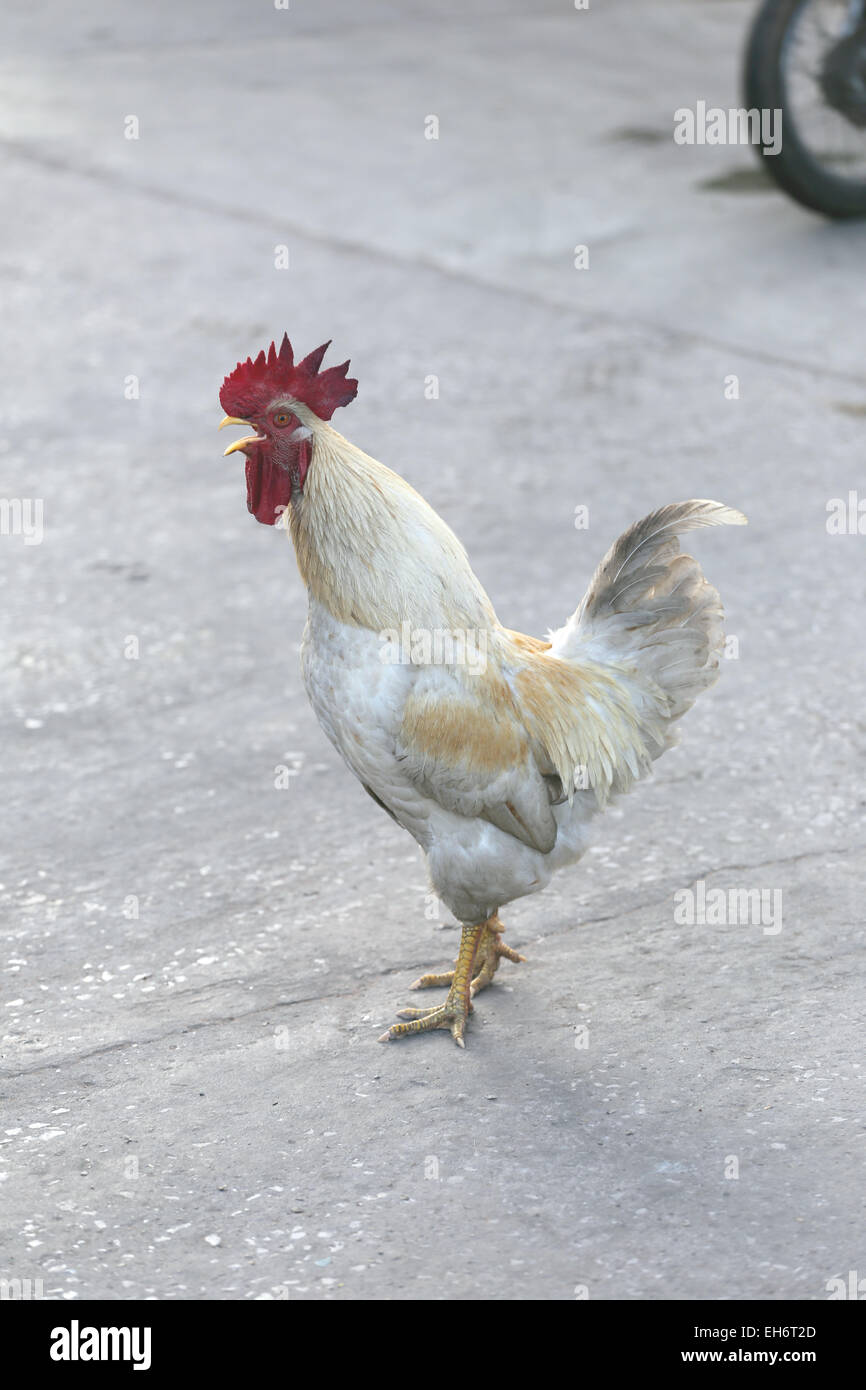 Chicken which are standing on street in the morning Stock Photo - Alamy
