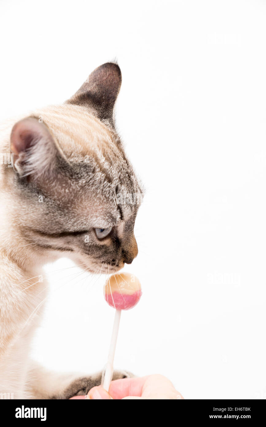 White cat eating hi-res stock photography and images - Alamy