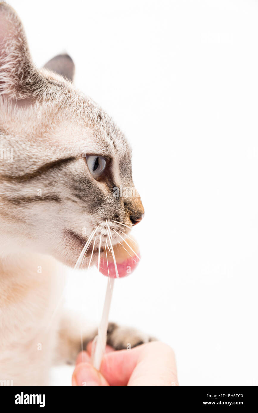white cat eating a candy Stock Photo - Alamy
