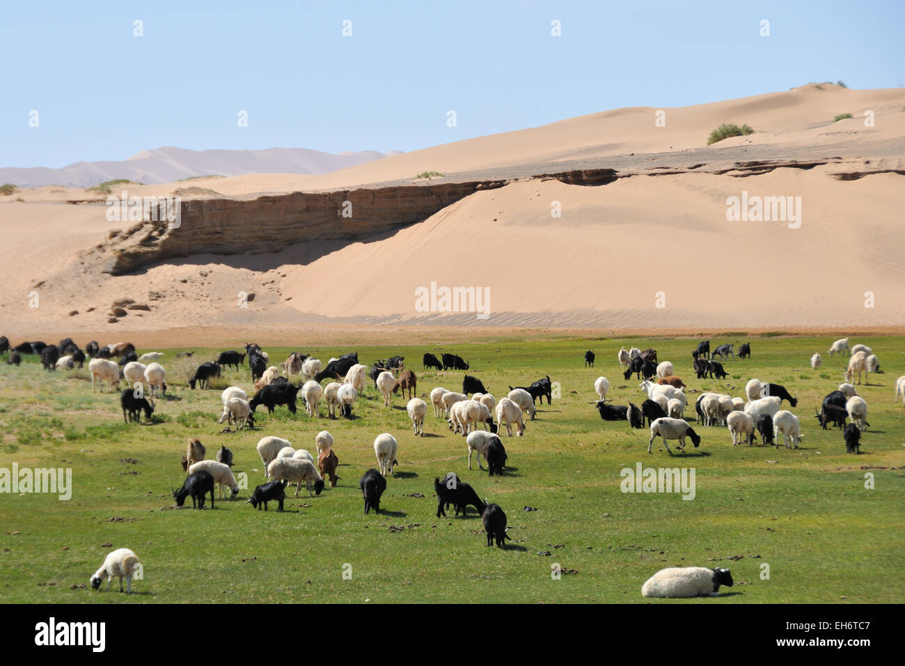 Khongoryn Els Sand Dunes, Cattle Grazing, Gobi Desert Stock Photo - Alamy