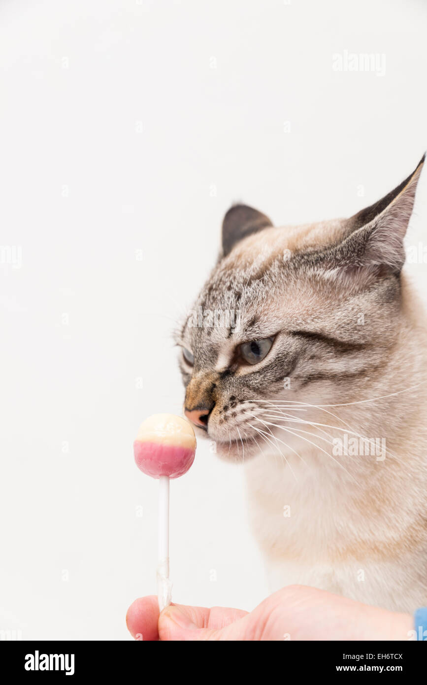 white cat eating a candy Stock Photo - Alamy