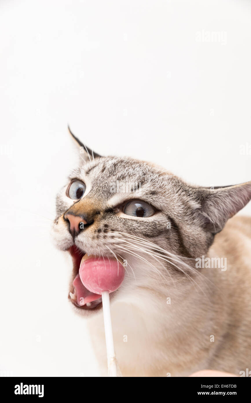 White cat eating hi-res stock photography and images - Alamy