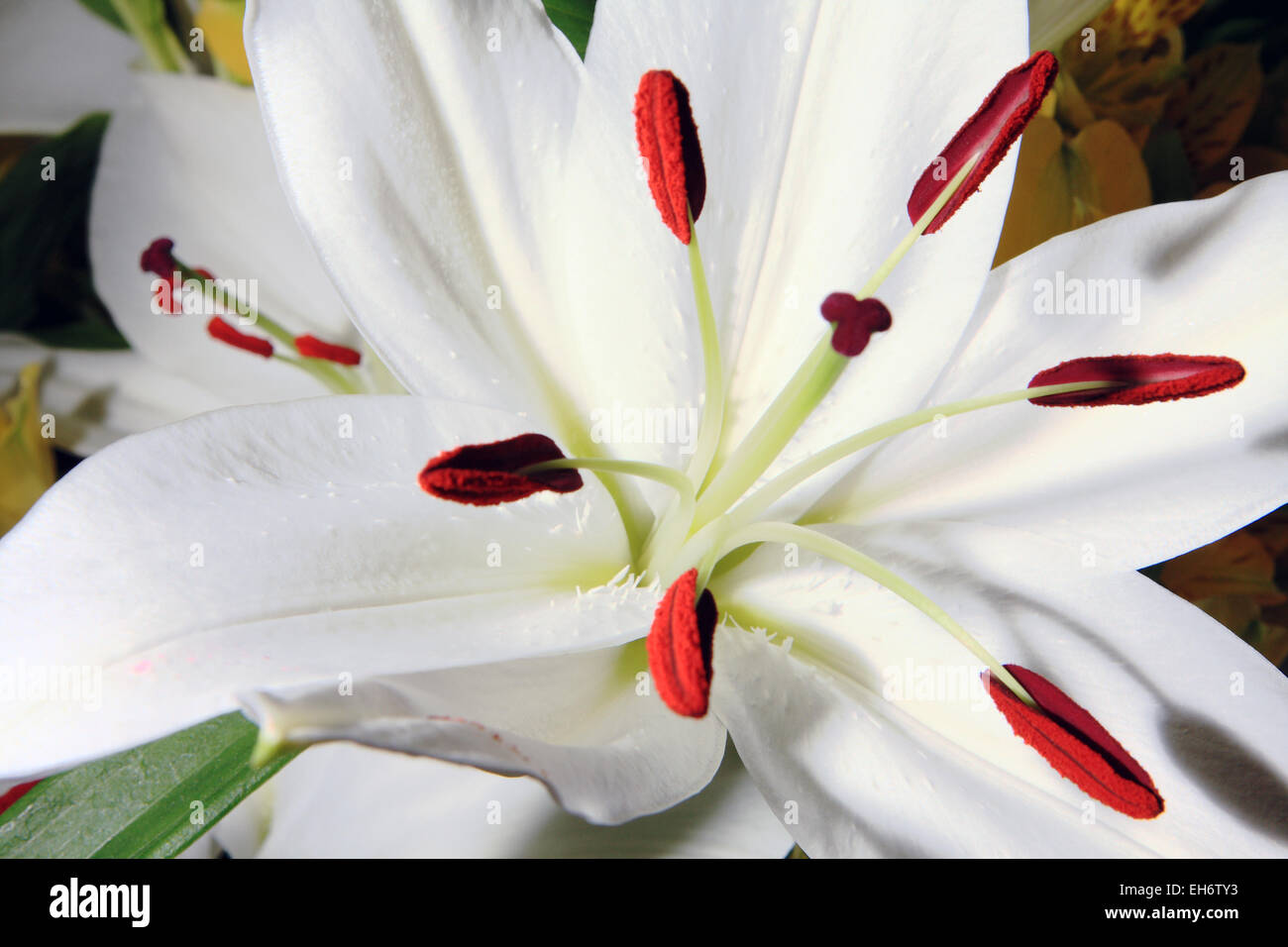 A Lily flower Stock Photo - Alamy