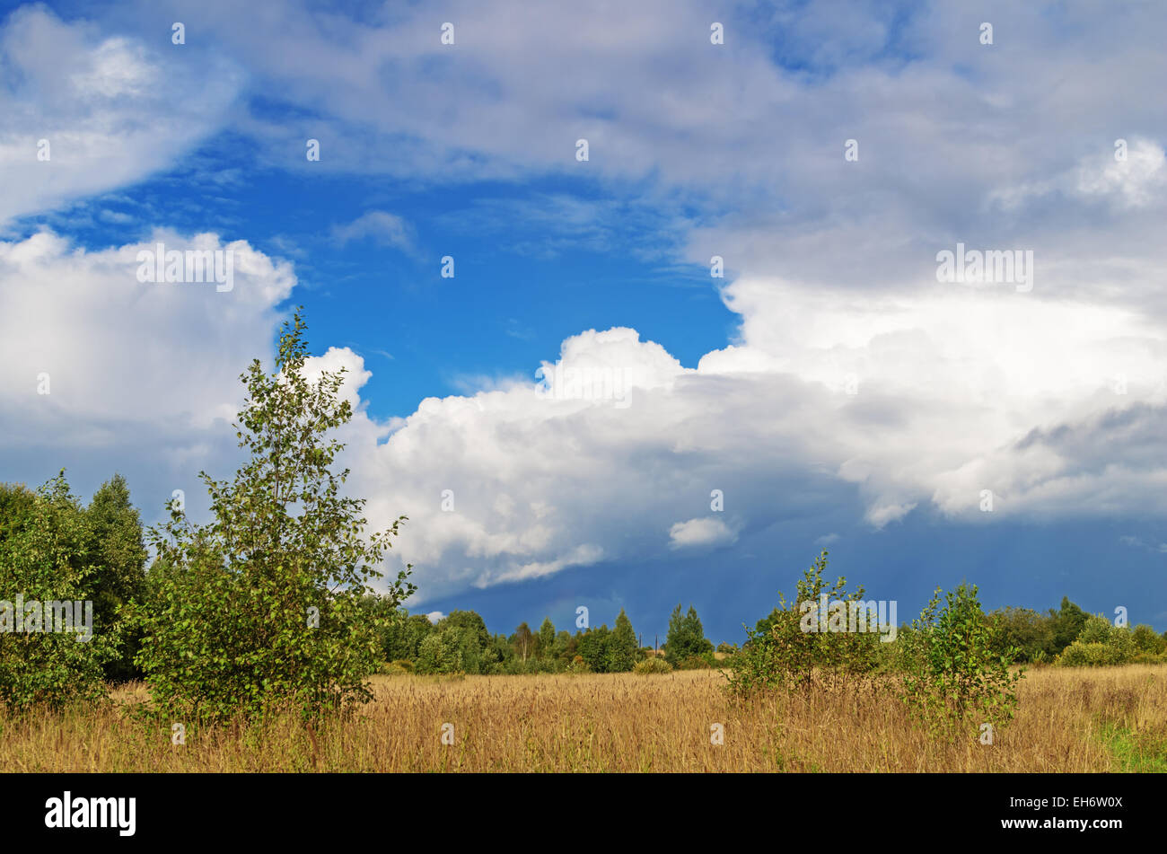 Summer meadow landscape Stock Photo - Alamy