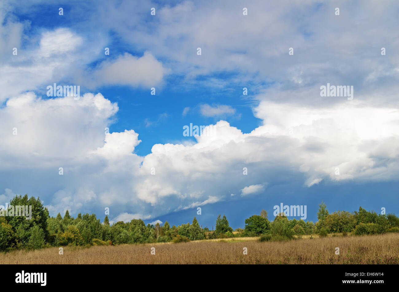 Summer meadow landscape Stock Photo - Alamy