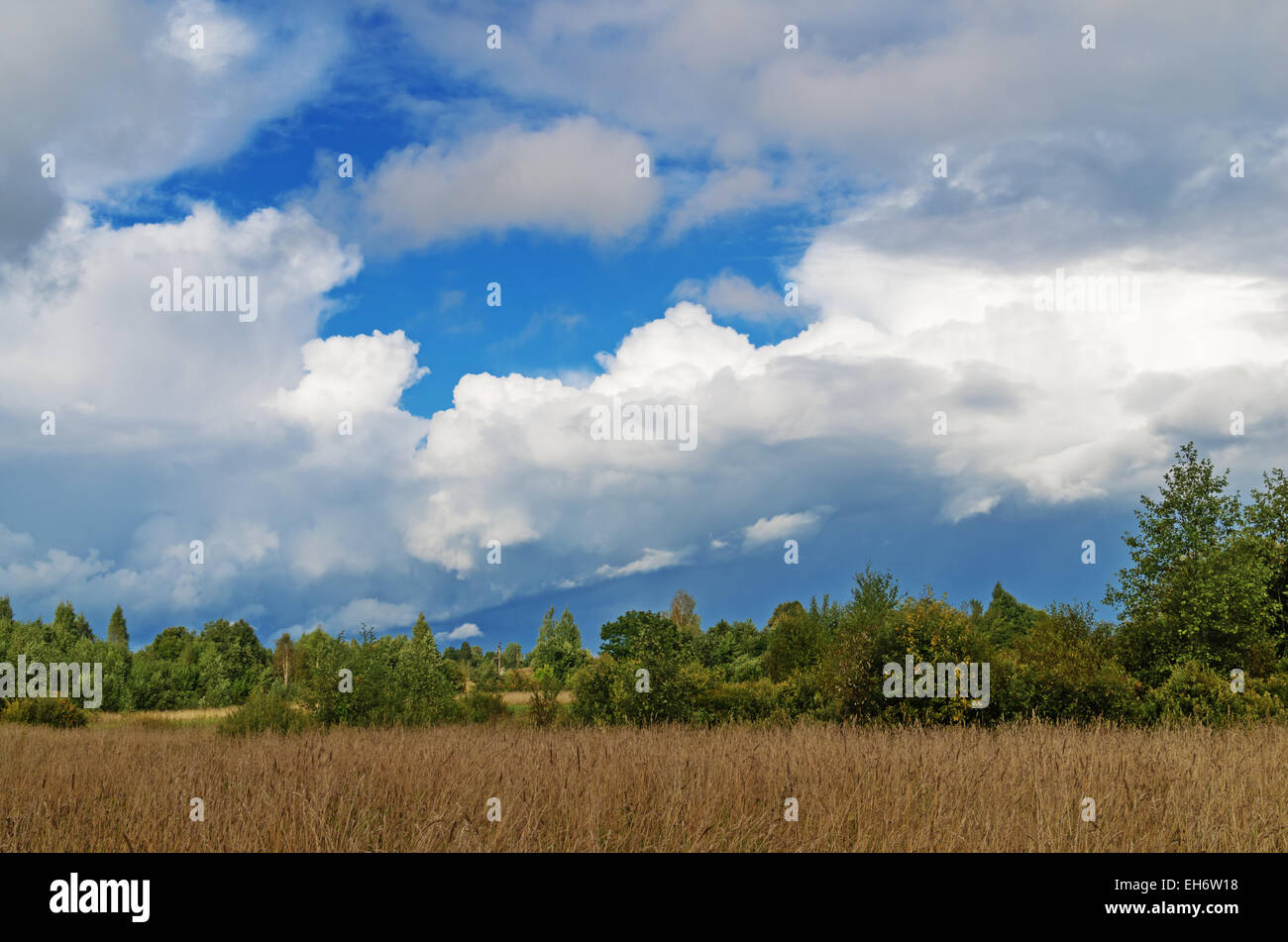 Summer dry grass meadow landscape Stock Photo - Alamy