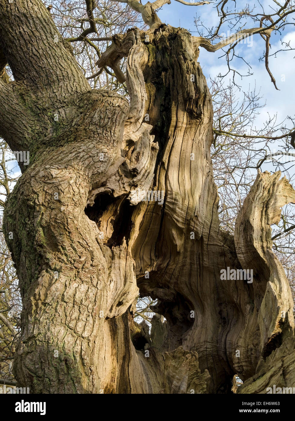 Old bare decaying English Oak tree trunk, Leicestershire, England, UK ...