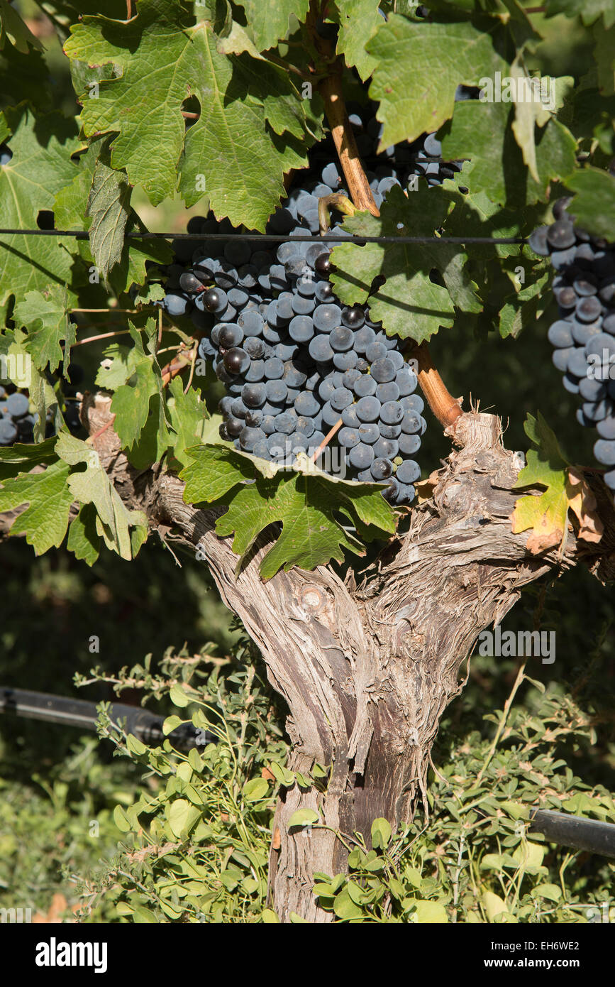 Malbec variety of grape hanging in bunches Western Cape South Africa ...