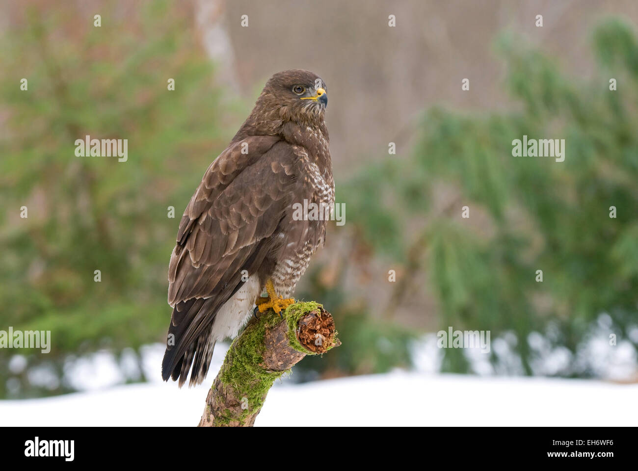 European buzzard hi-res stock photography and images - Alamy