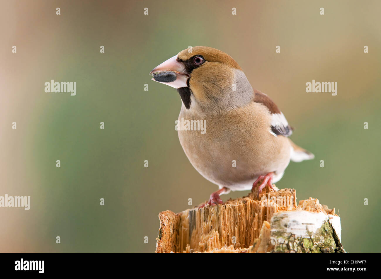 Hawfinch hi-res stock photography and images - Alamy
