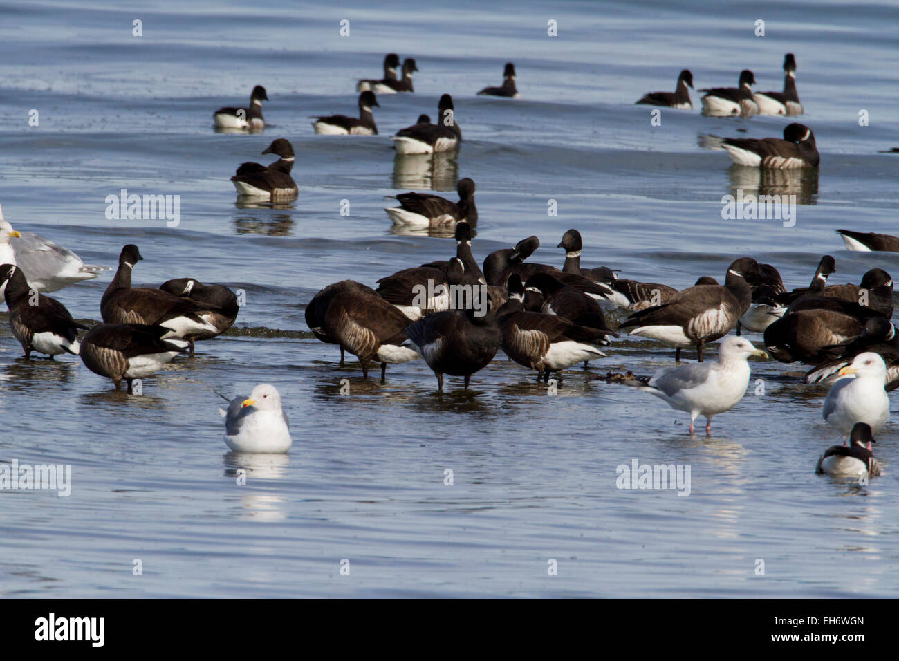Brant Geese (Branta bernicla) feeding on herring spawn in shallow sea ...