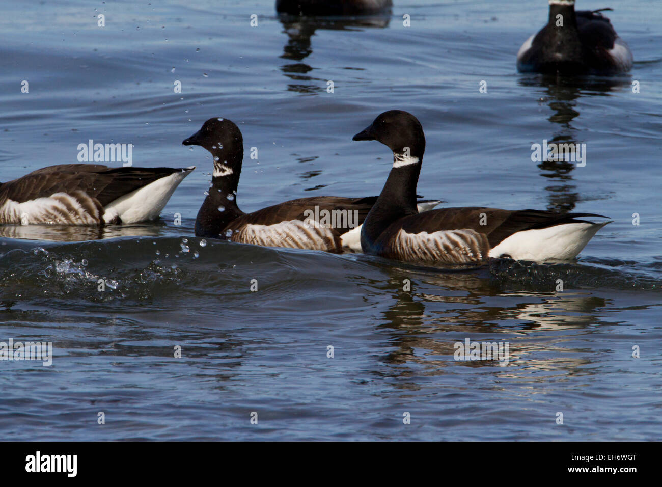 Brant feeding on beach hi-res stock photography and images - Alamy
