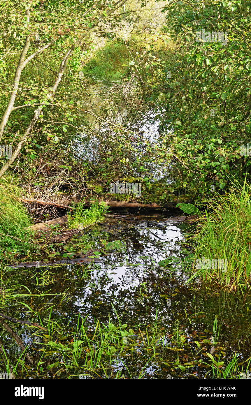 Forest boggy river Stock Photo - Alamy
