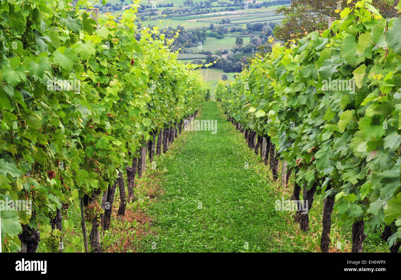 Grapevine vineyard hi-res stock photography and images - Alamy