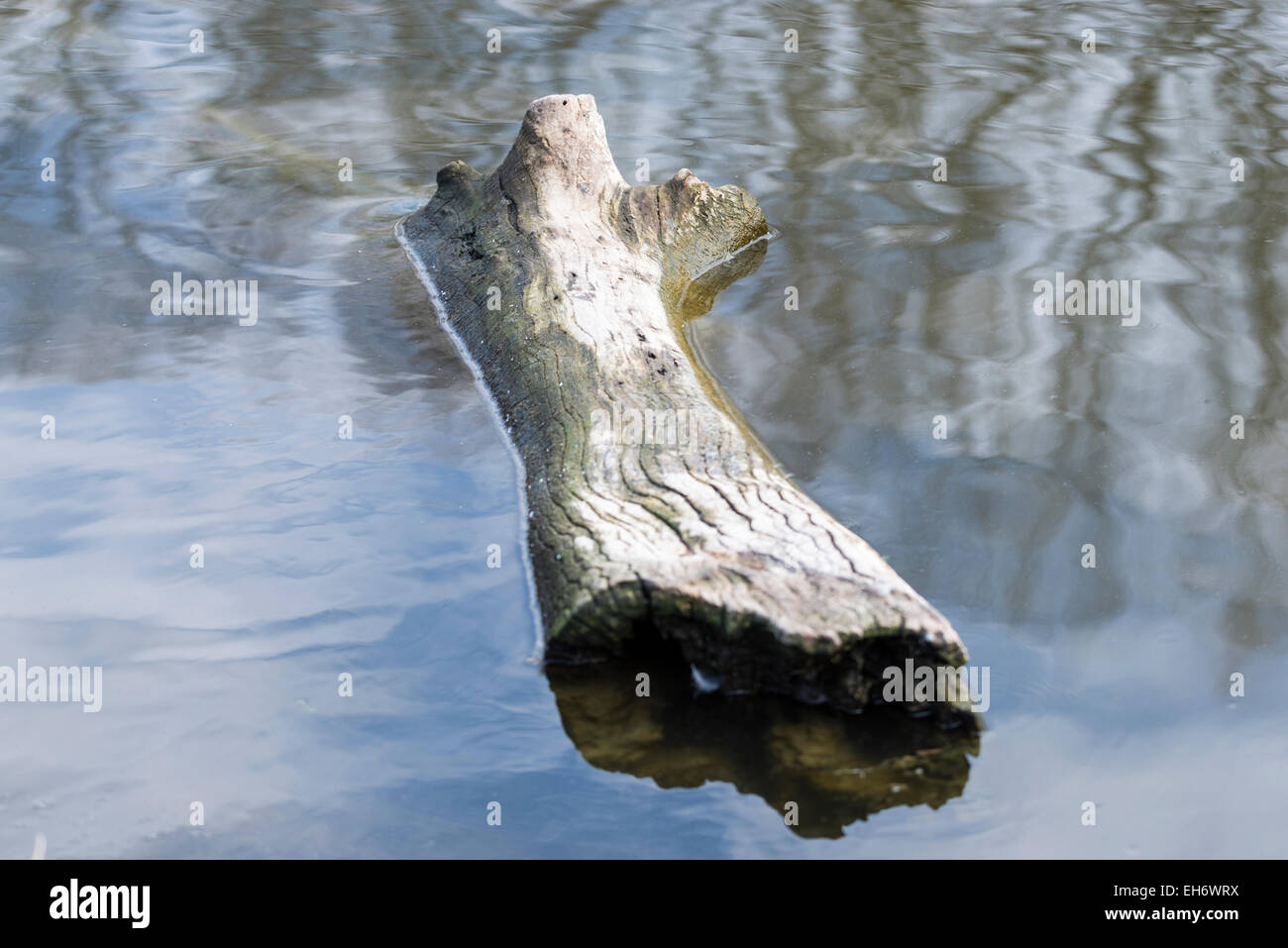 log of wood floating on the lake Stock Photo - Alamy