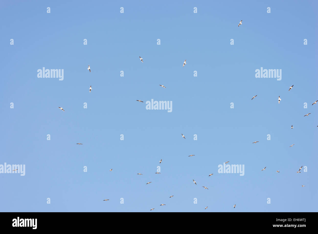 flock of birds flying high Stock Photo - Alamy