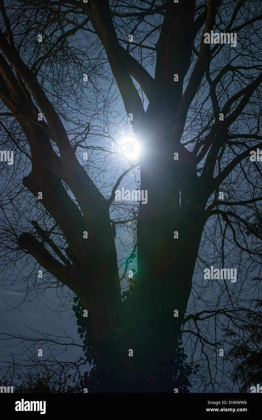 Full moon through branches of silhouetted beech tree, early spring ...