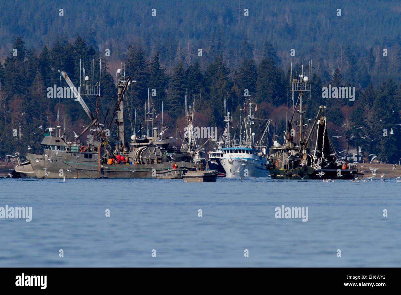 Fishing boats fishing for pacific herring in Deep Bay, Vancouver Island ...