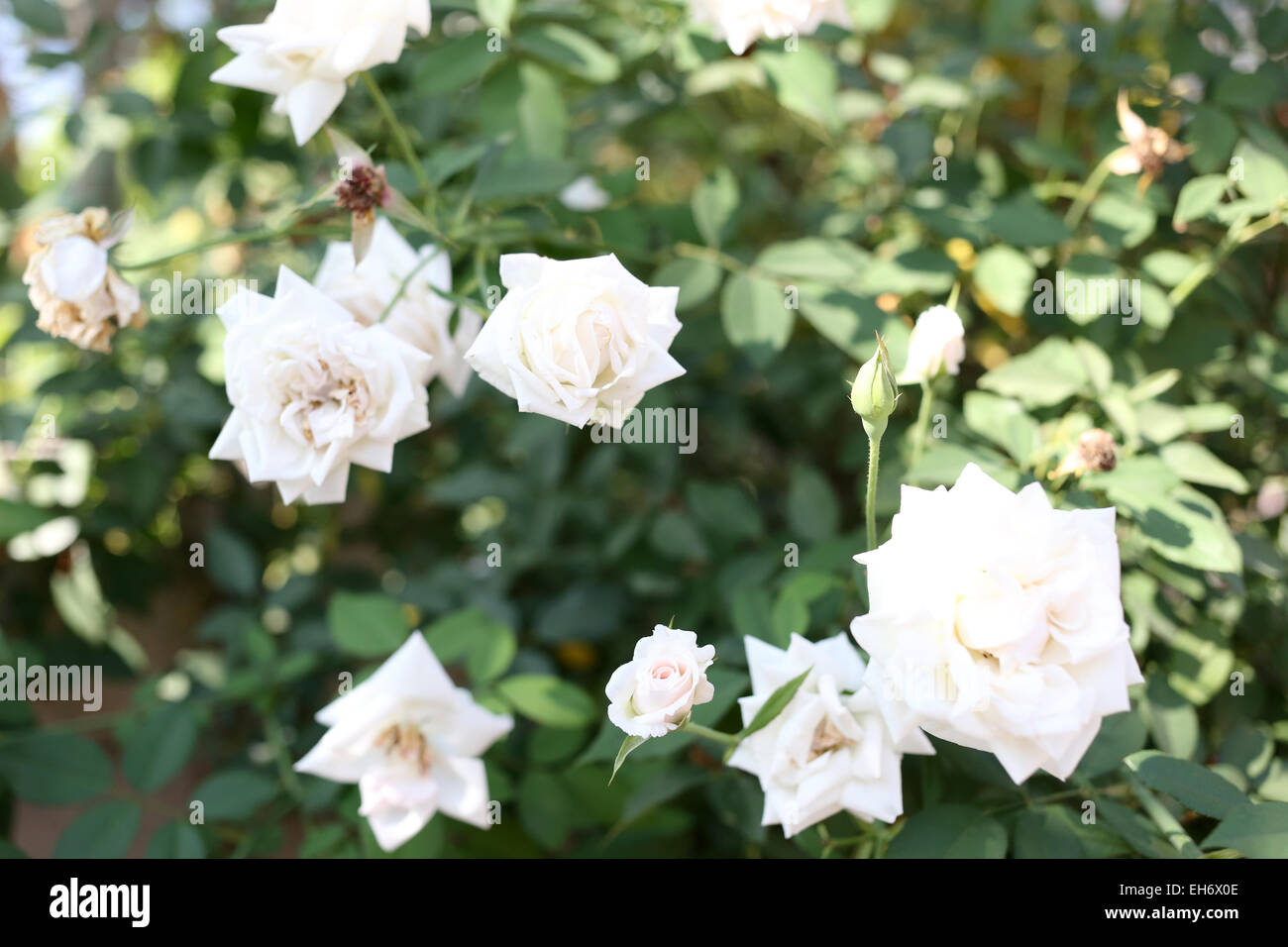 White roses in the garden Stock Photo - Alamy