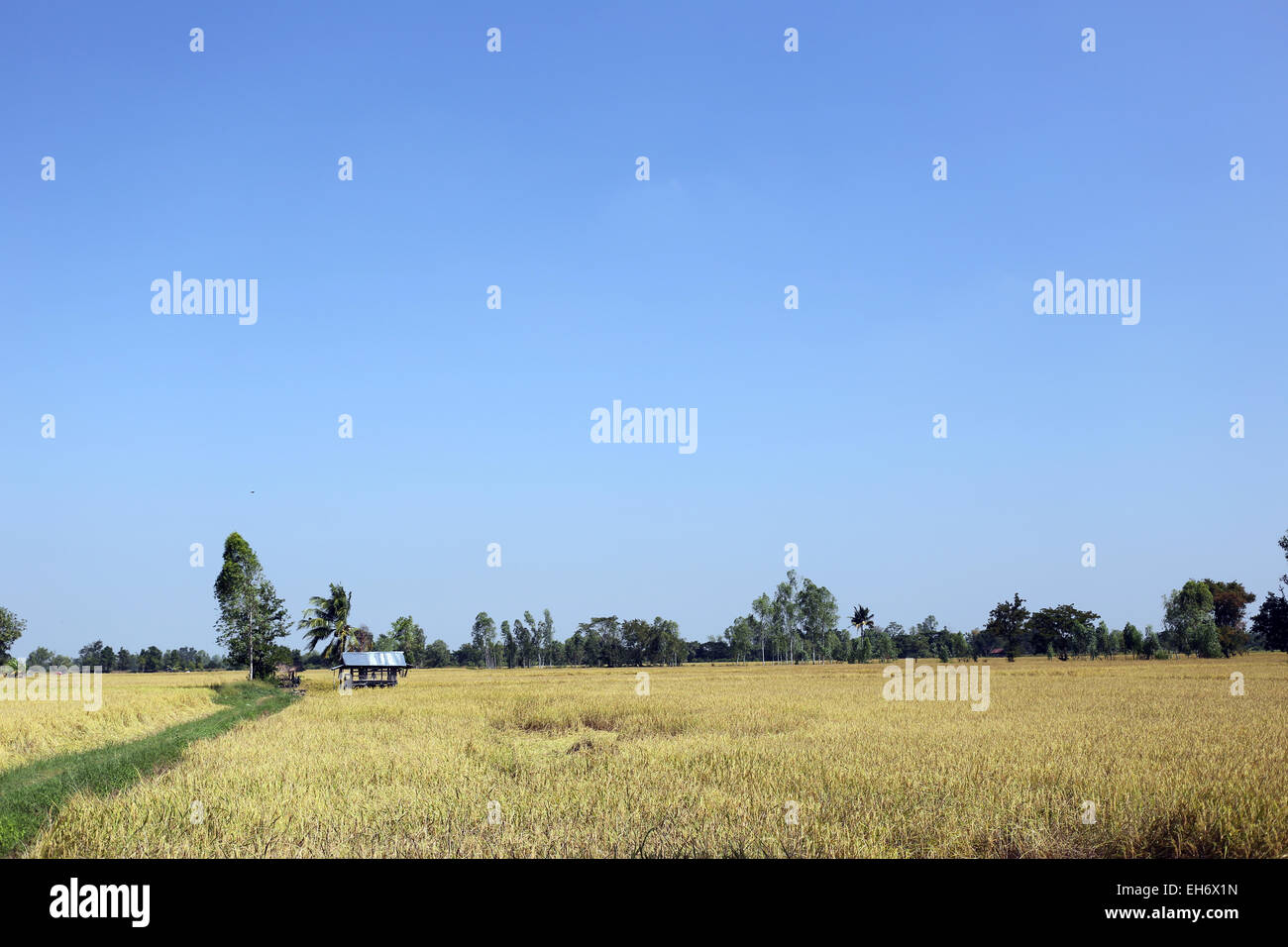 Rural rural thailand hi-res stock photography and images - Alamy