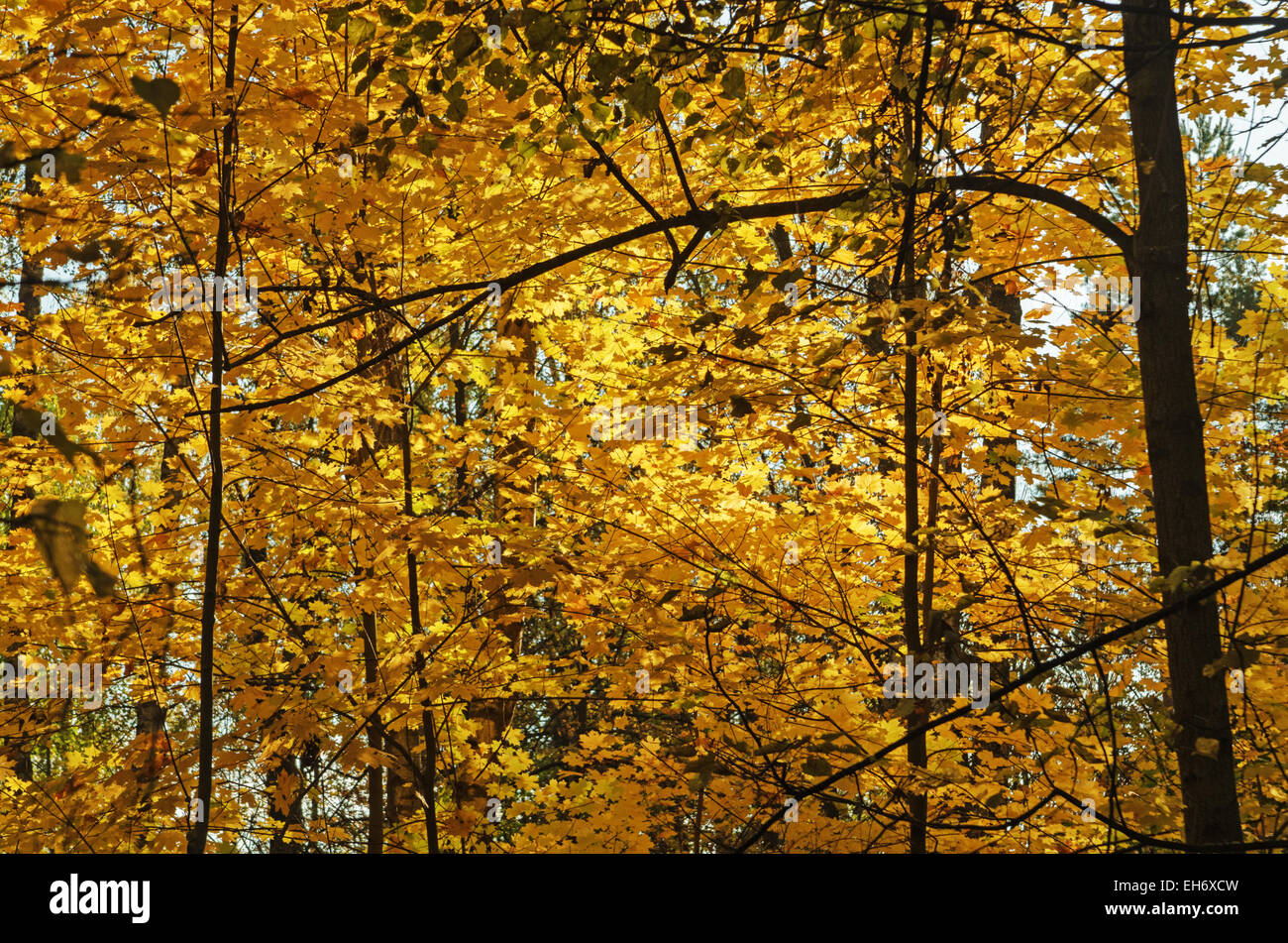 Autumn maple yellow foliage background Stock Photo - Alamy