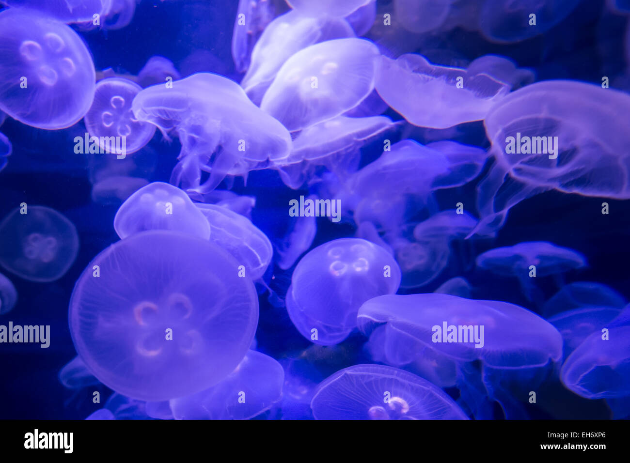 Moon jelly fish hi-res stock photography and images - Alamy