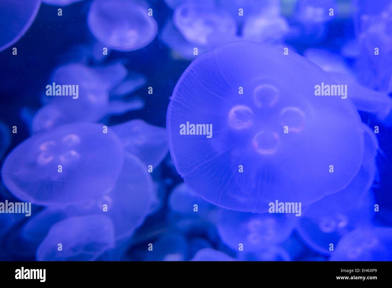 Moon jelly fish hi-res stock photography and images - Alamy