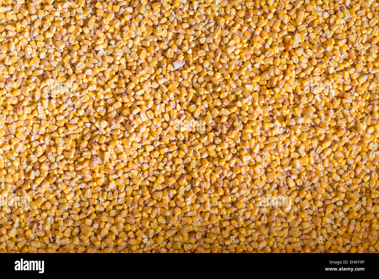 Close-up view of dried corn kernels Stock Photo - Alamy