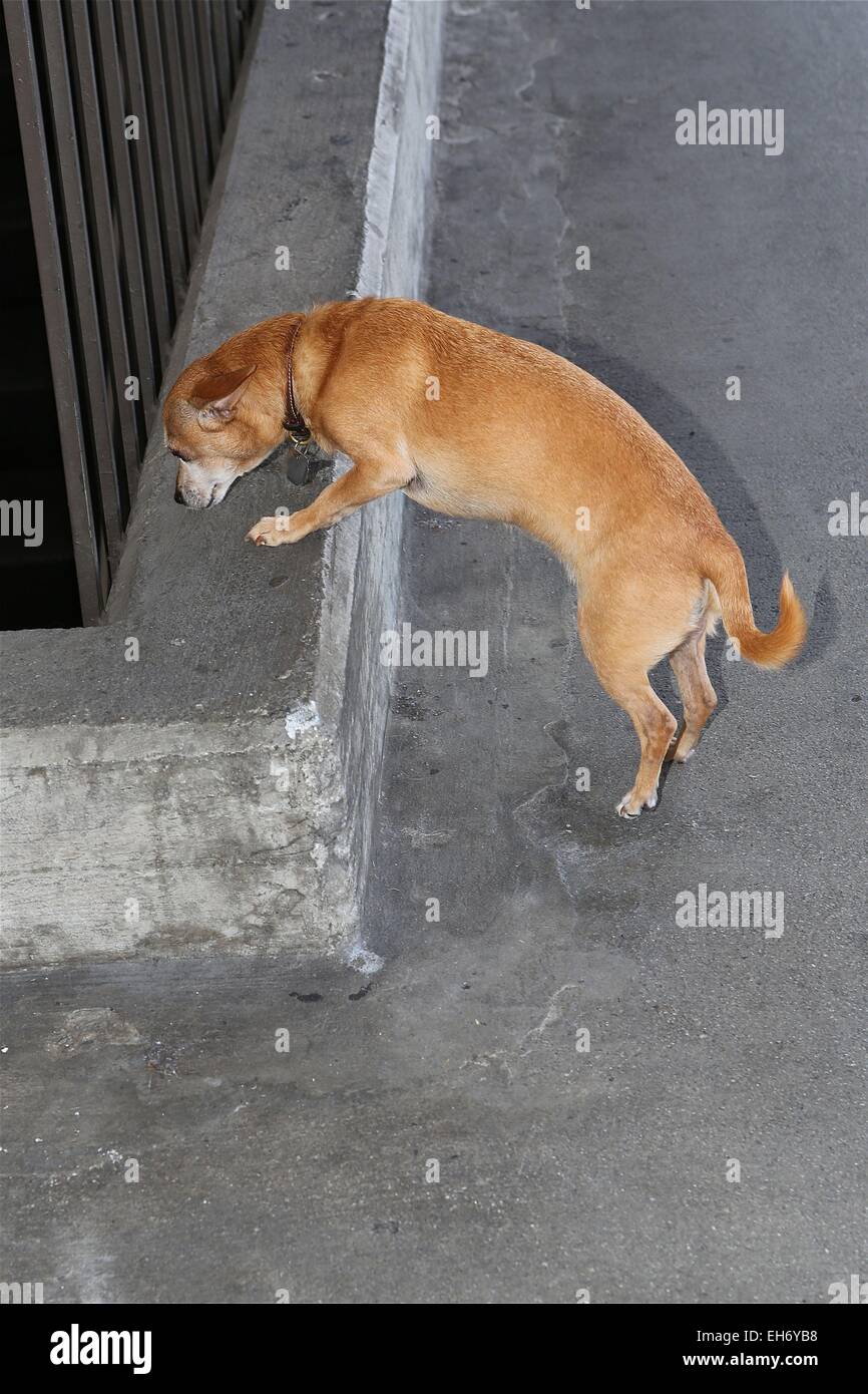 Clive davis dog ready flight hi-res stock photography and images - Alamy