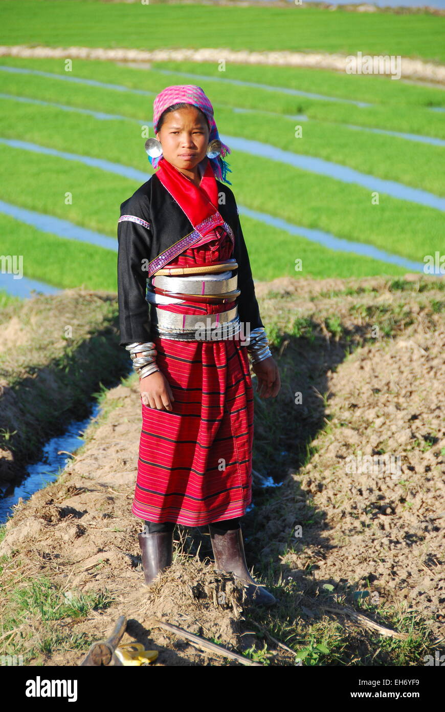 Tribal Woman in Colorful Traditional Clothes working in paddy field ...