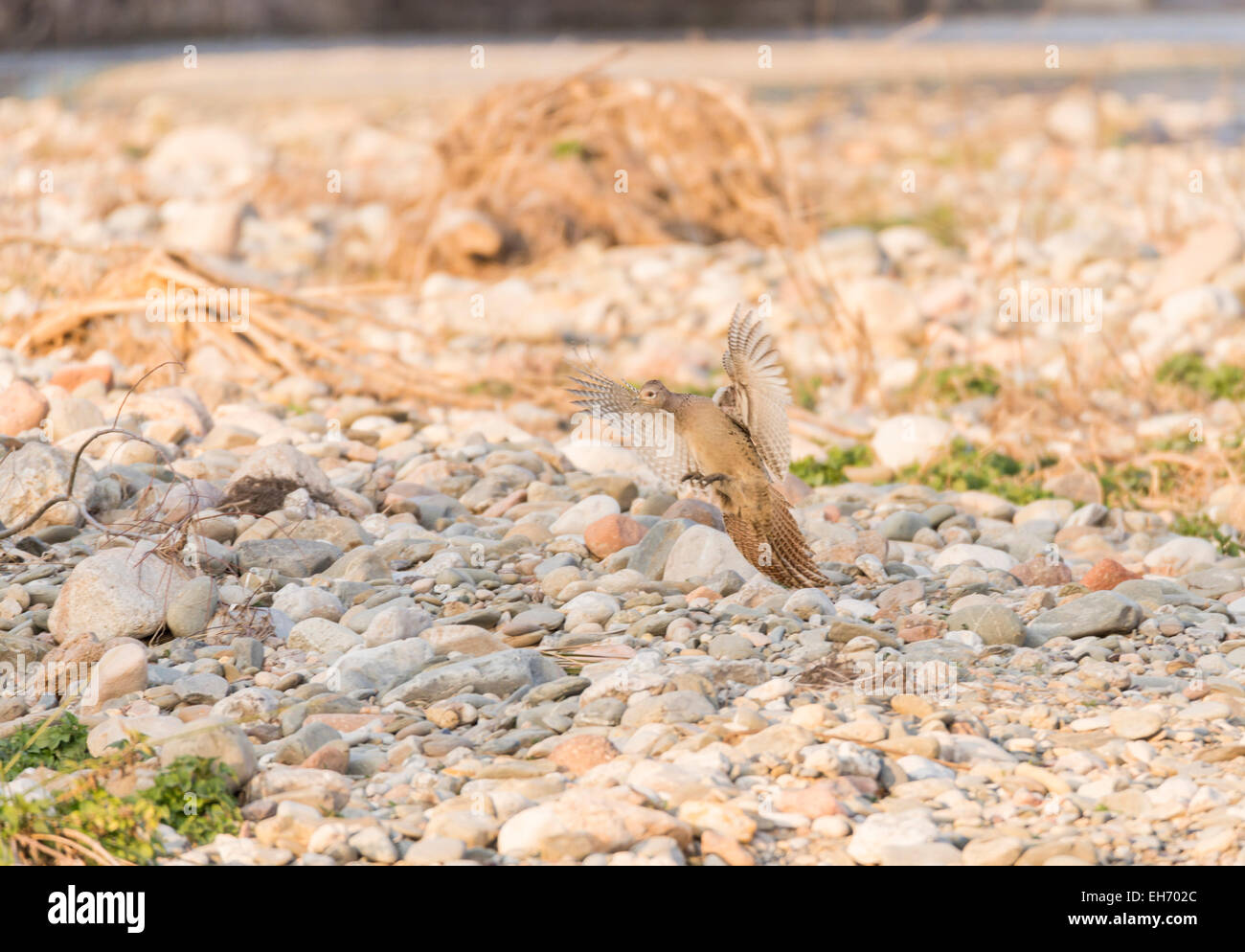 Beautiful avian bird hi-res stock photography and images - Alamy