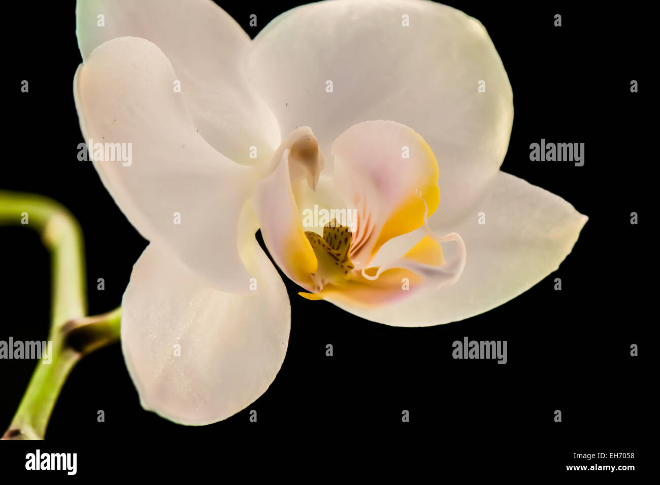 Orchid stamen hi-res stock photography and images - Alamy
