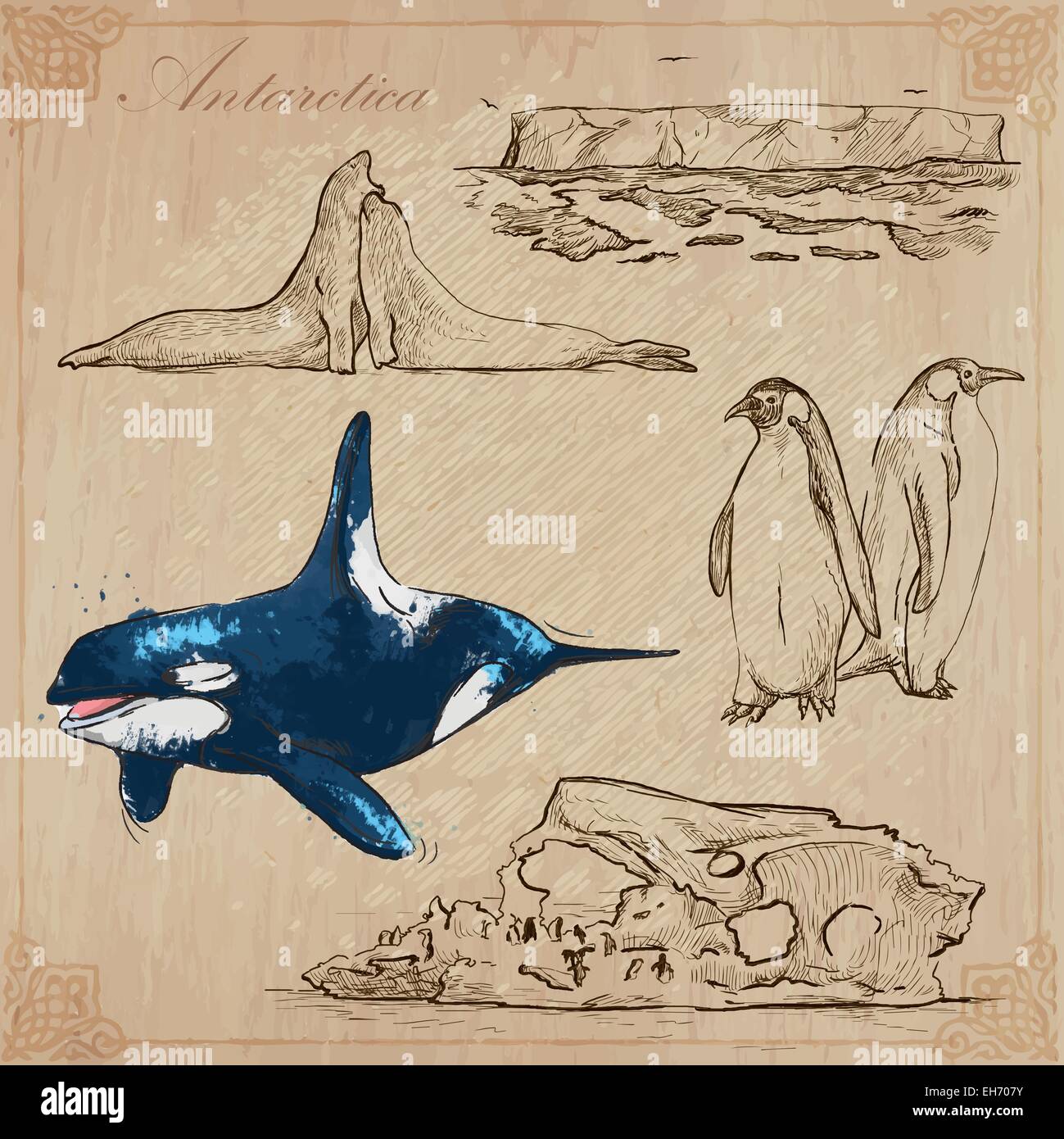 Pack ice mammals Stock Vector Images - Alamy