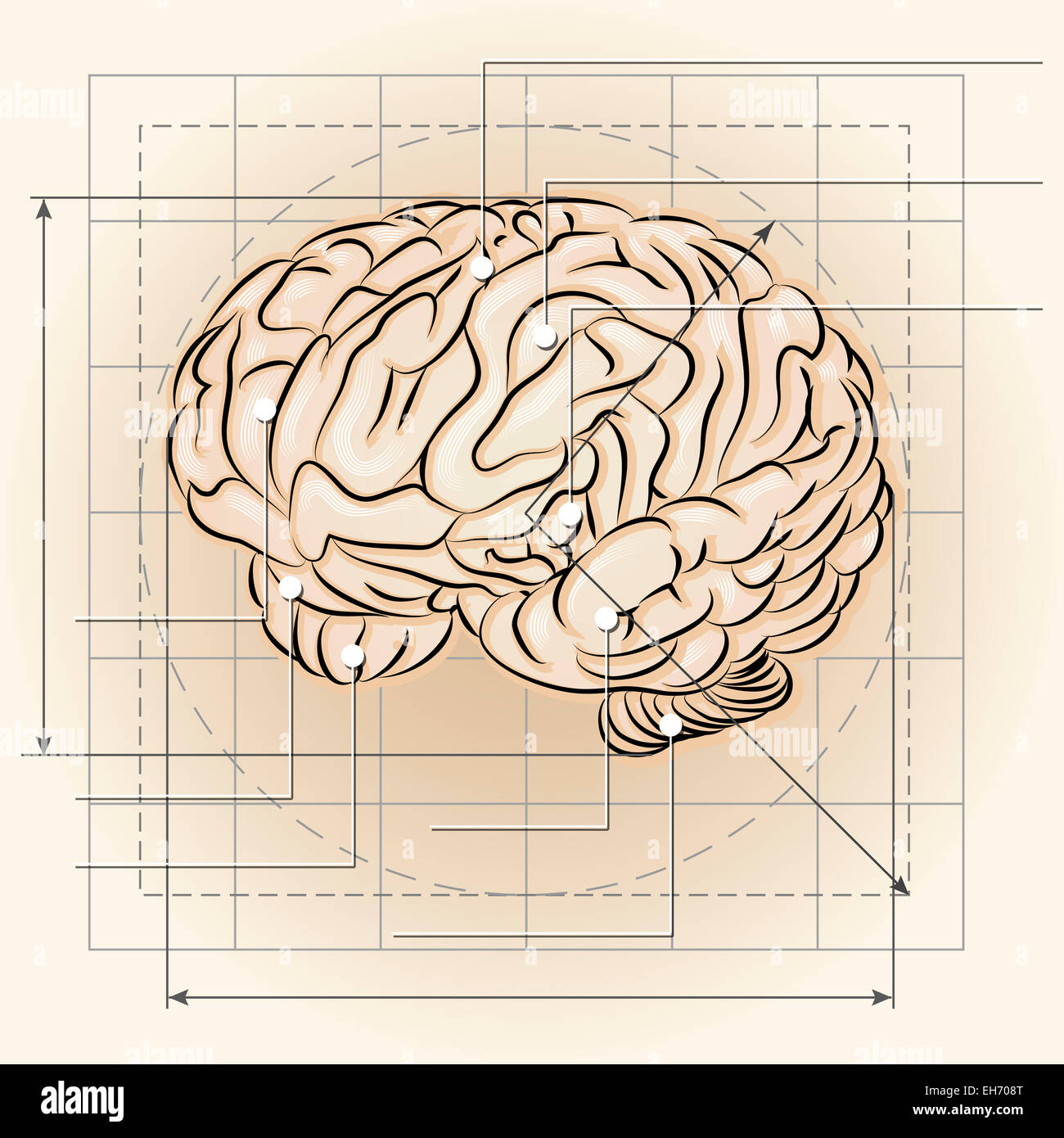 Illustration with human brain map drawn in retro style Stock Photo - Alamy