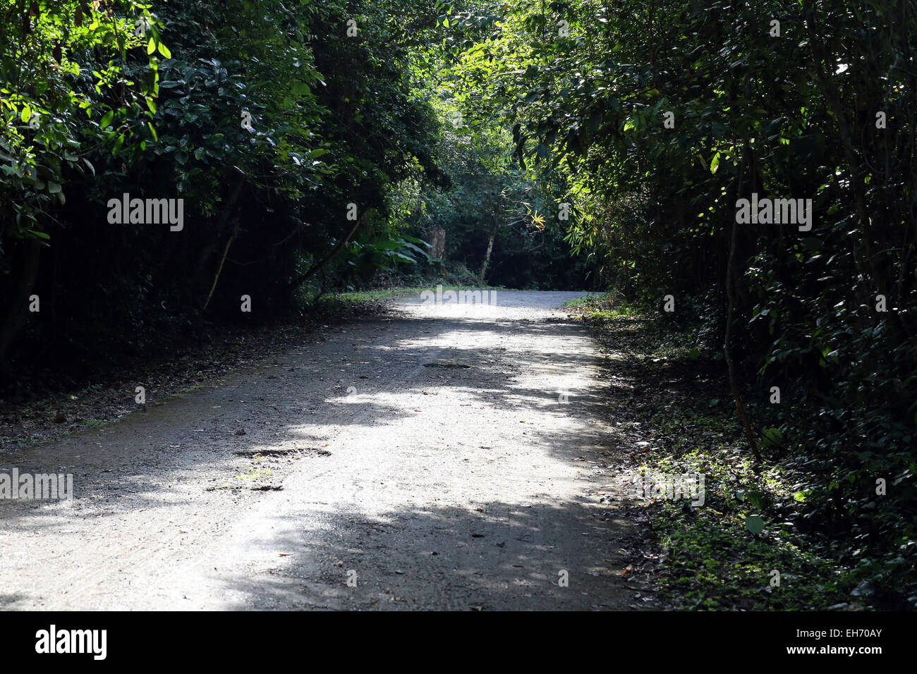 Walk on forest in the morning Stock Photo - Alamy