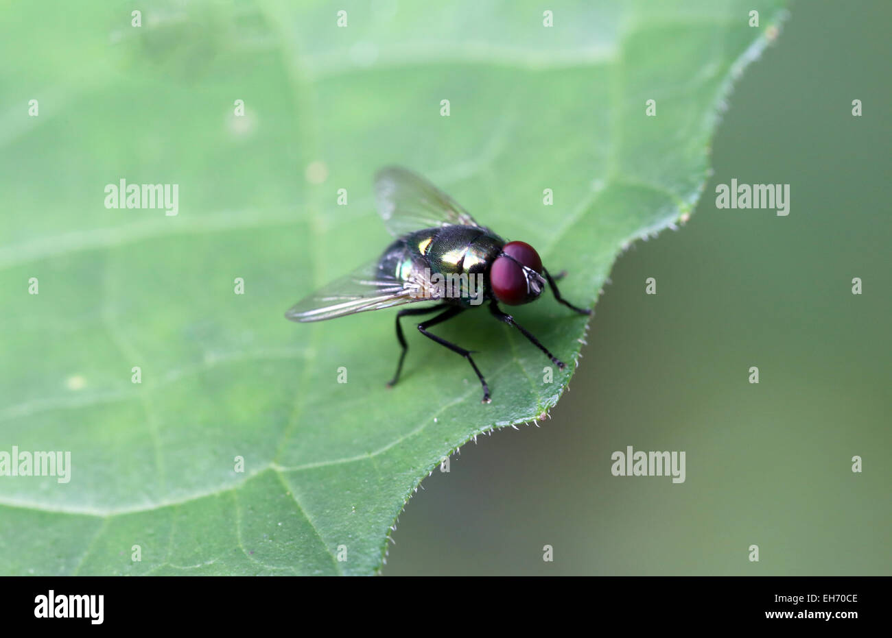 Cluster flies hi-res stock photography and images - Alamy