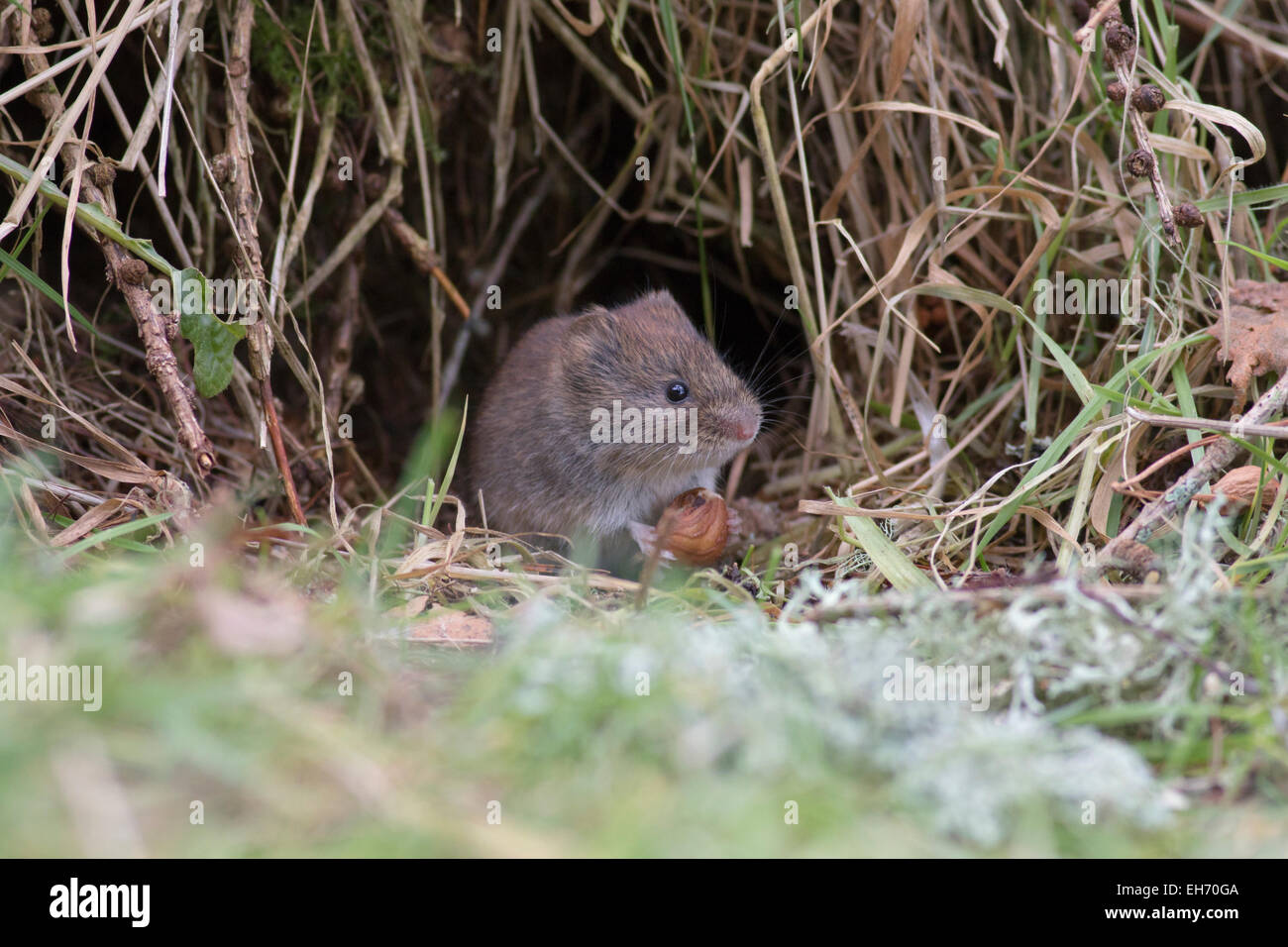 Field vole or short-tailed vole (Microtus agrestis) in the forest ...