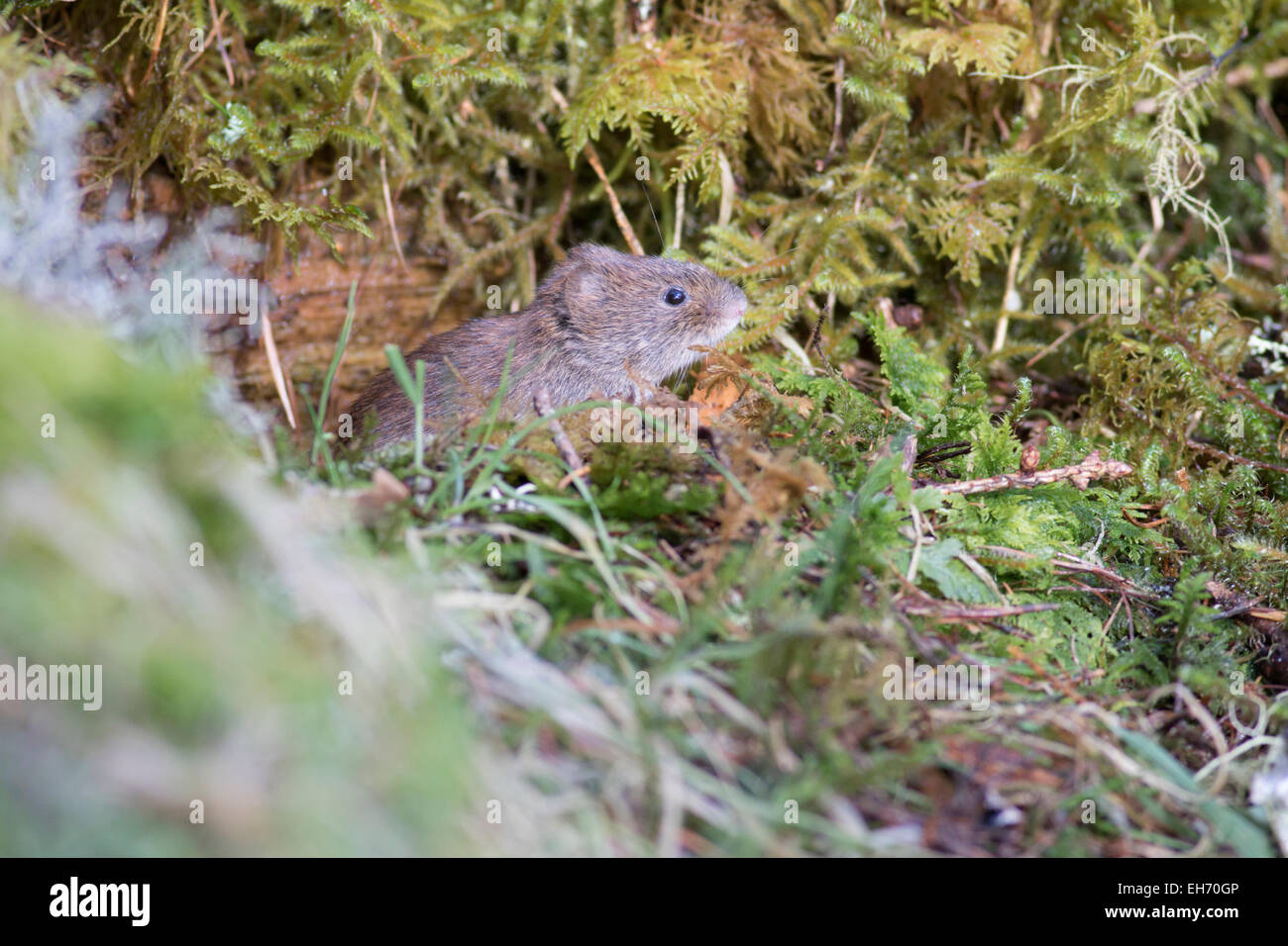 Field vole or short-tailed vole (Microtus agrestis) in the forest ...