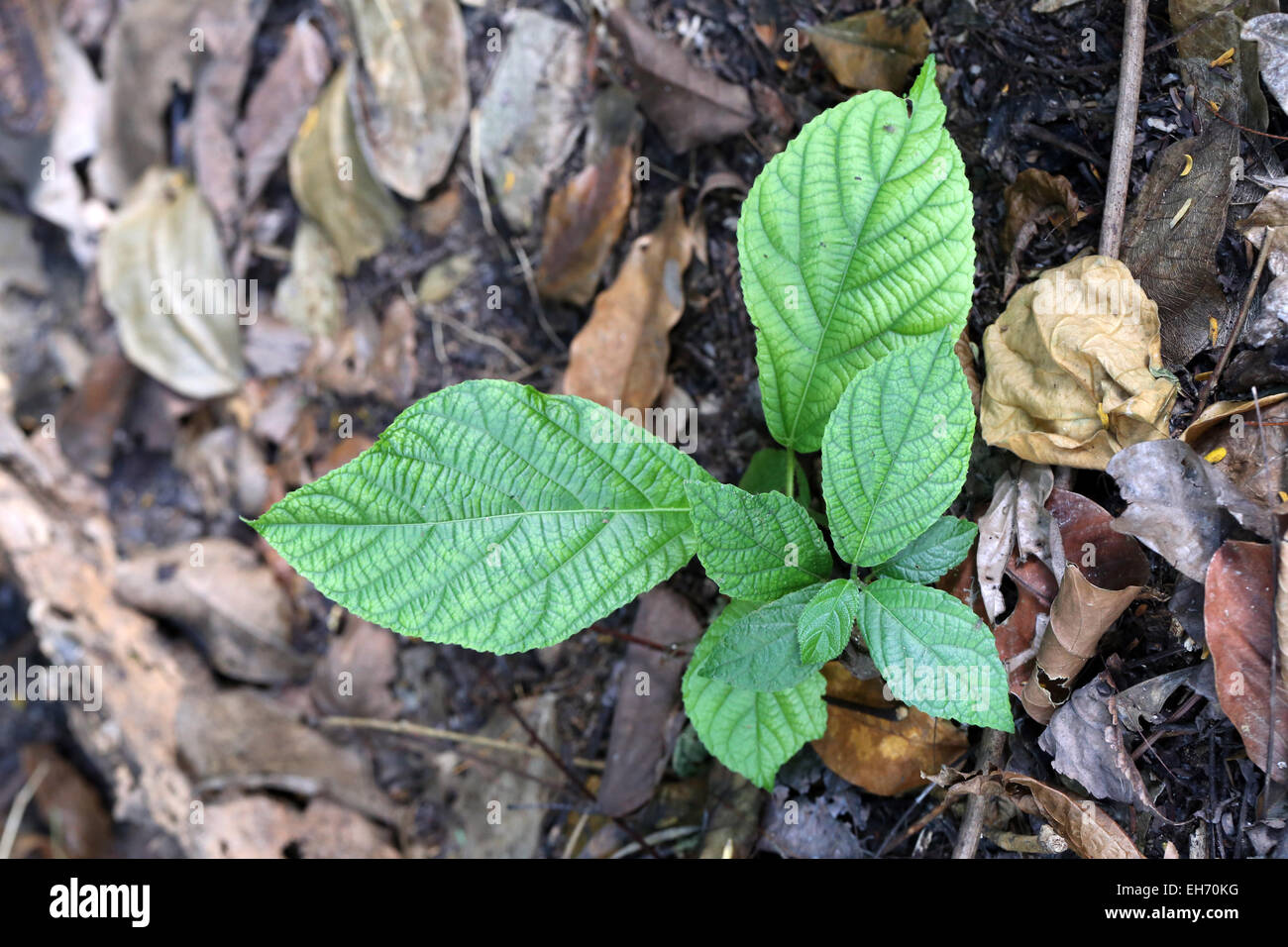Green seedlings in the forest Stock Photo - Alamy