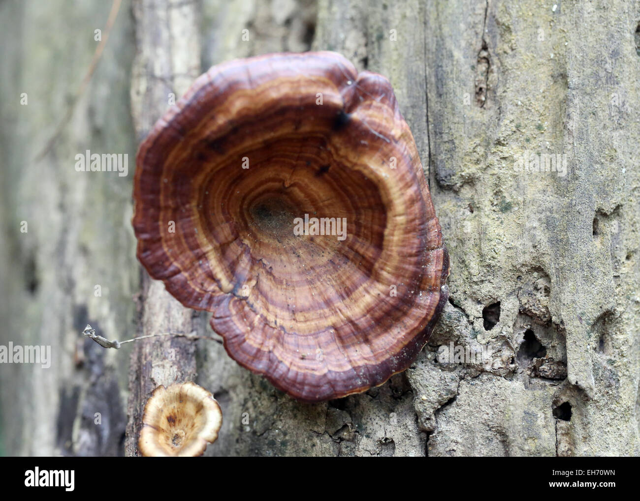 Wild mushroom that grows on wood of dead trees Stock Photo - Alamy