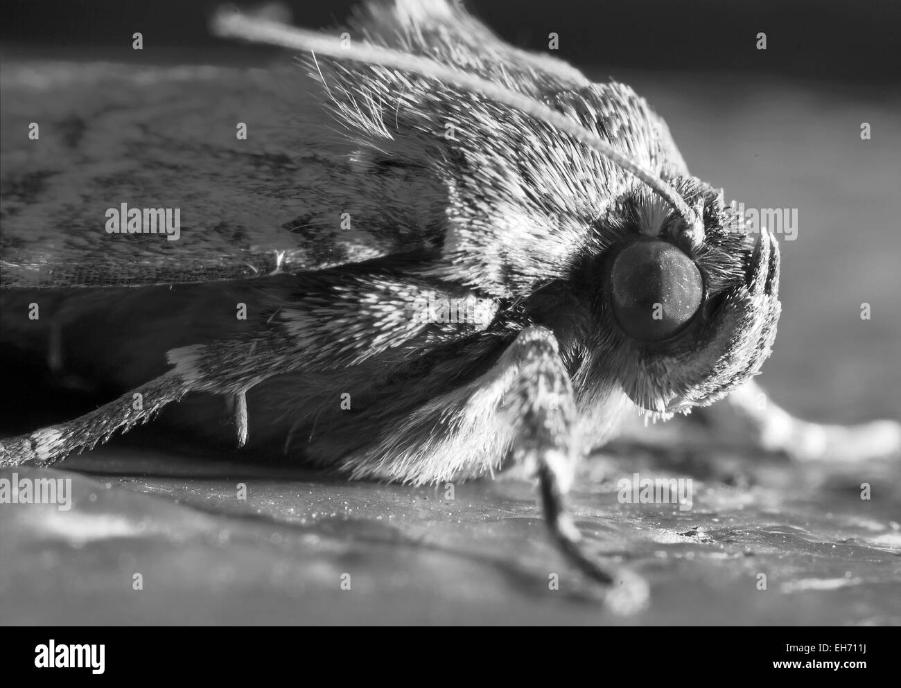 Moth at night Black and White Stock Photos & Images - Alamy