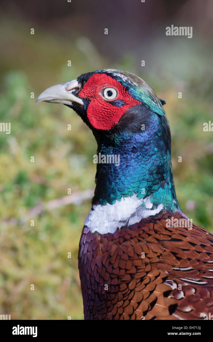 Male Pheasant (Phasianus colchicus) in the forest, Highlands, Scotland ...