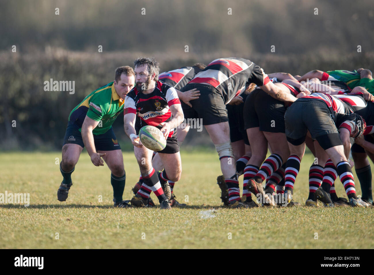 Rugby scrum half in action - Dorset - England Stock Photo - Alamy