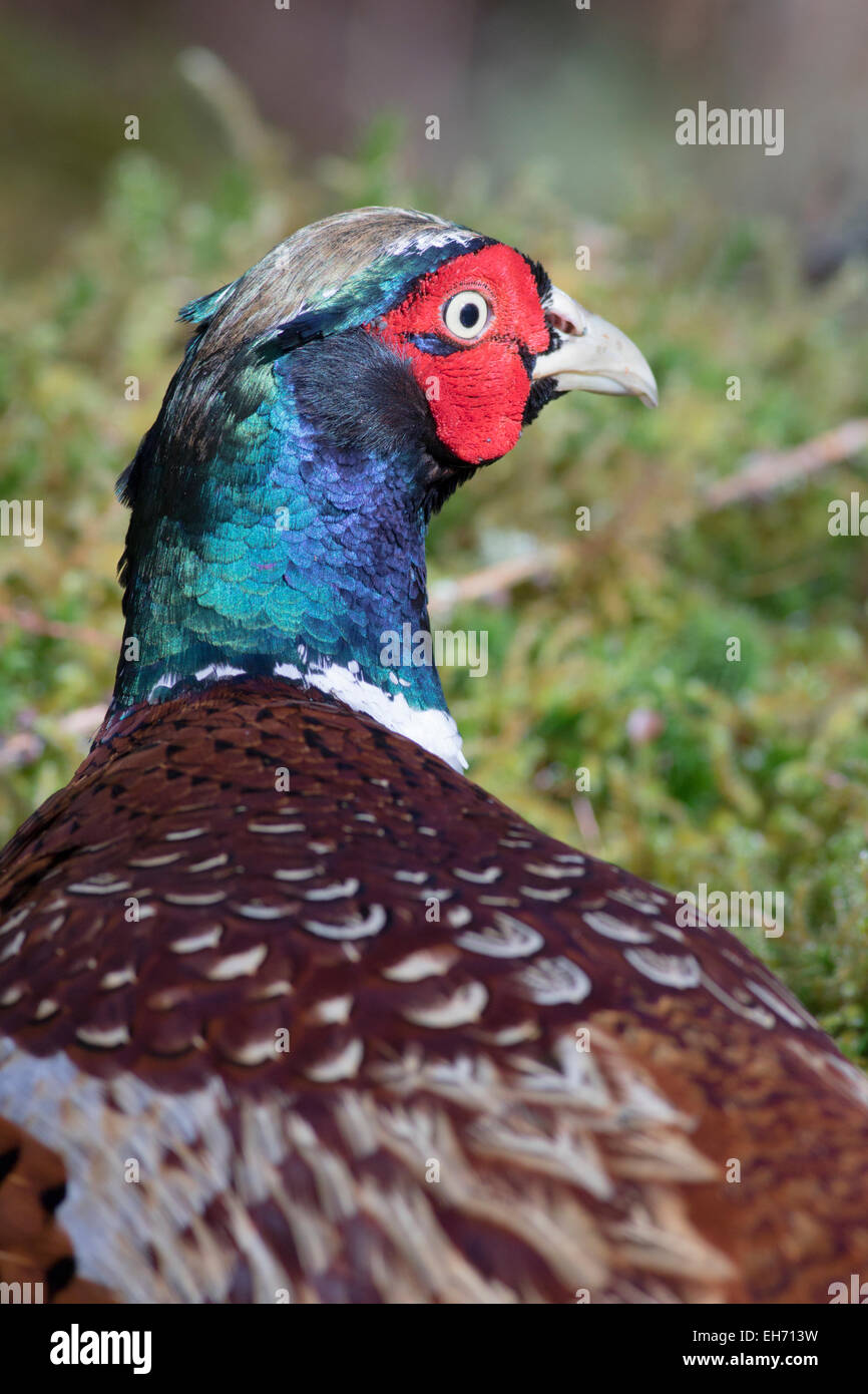 Pheasant scotland hi-res stock photography and images - Alamy