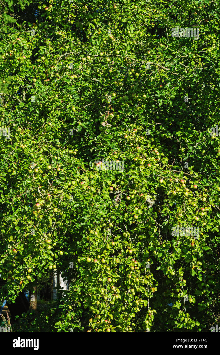 Apple tree background Stock Photo - Alamy
